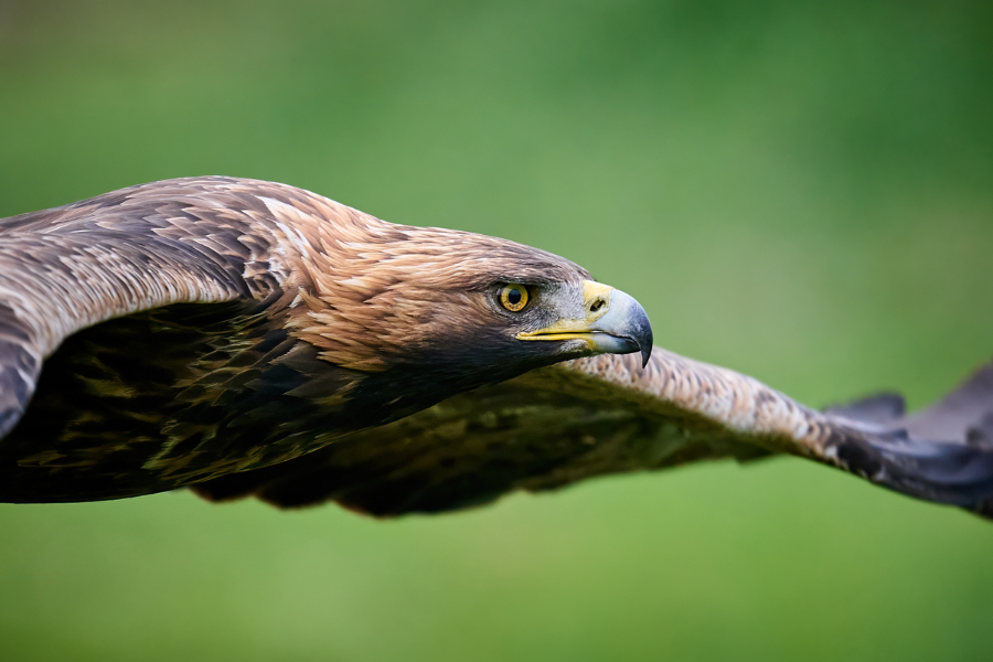 Les rapaces des Alpes françaises – birdfyfr